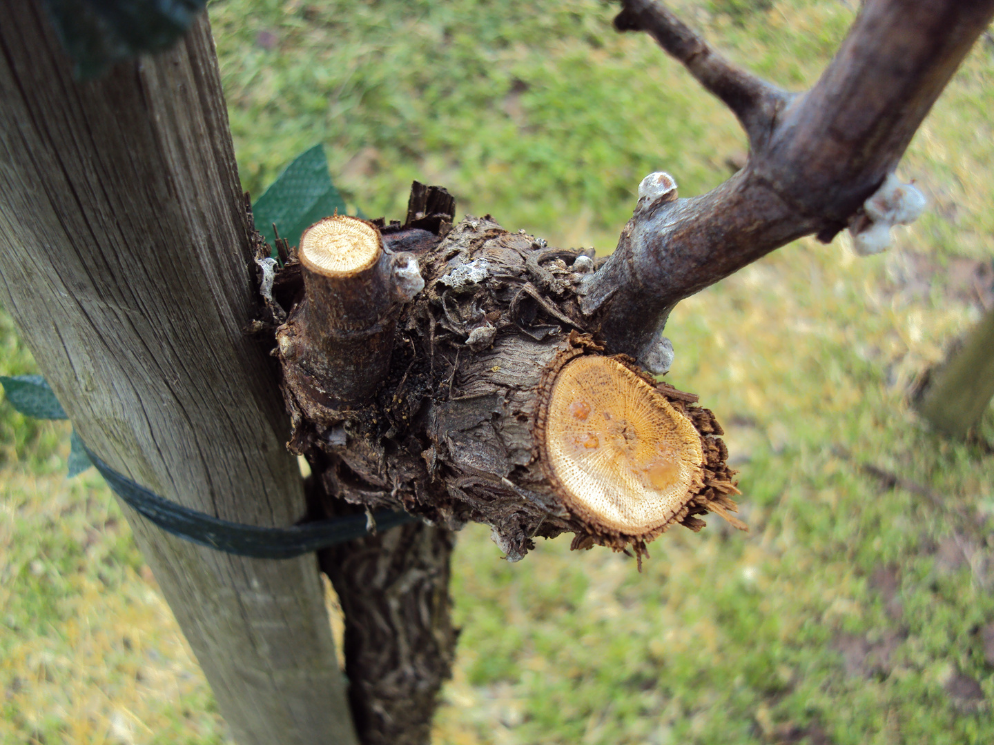 Rebschnitt 1 Foto & Bild | jahreszeiten, winter, natur Bilder auf ...