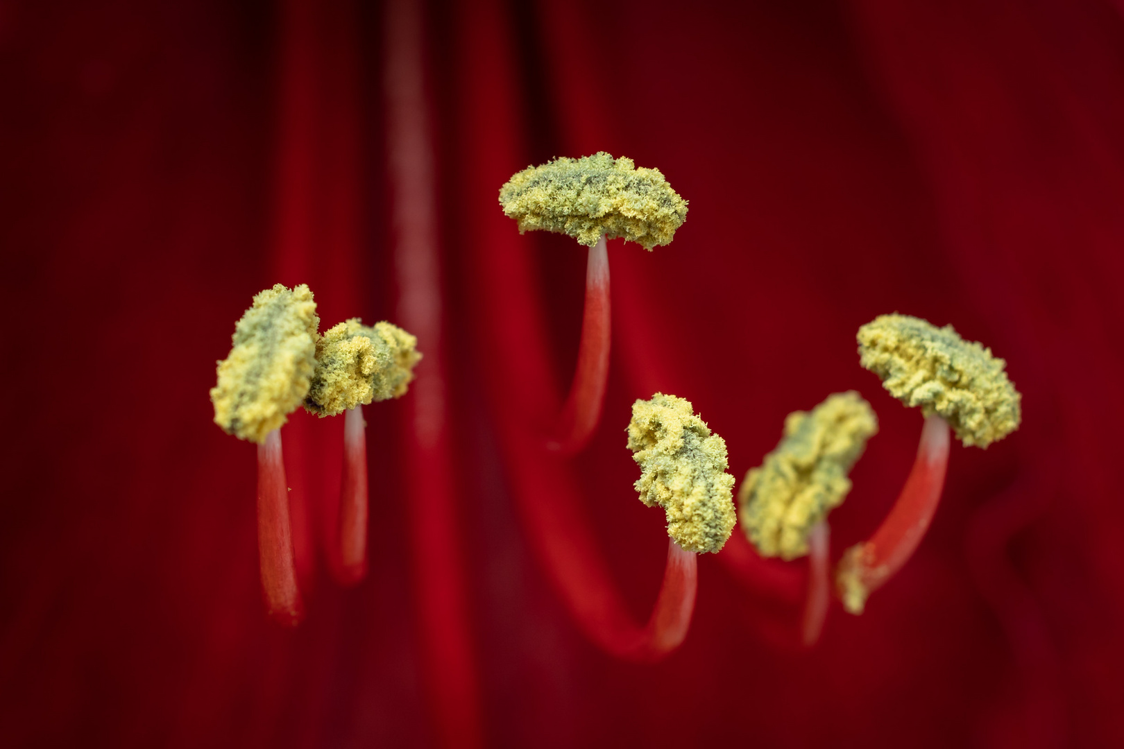 Red and Yellow Foto & Bild | nah- & makro, techniken, aufnahme-techniken Bilder auf fotocommunity