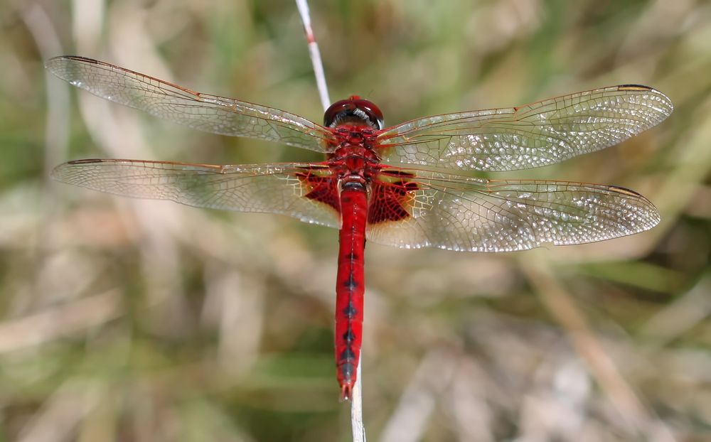 Red Basker,(Urothemis assignata) Foto & Bild | natur, insekten, tiere ...