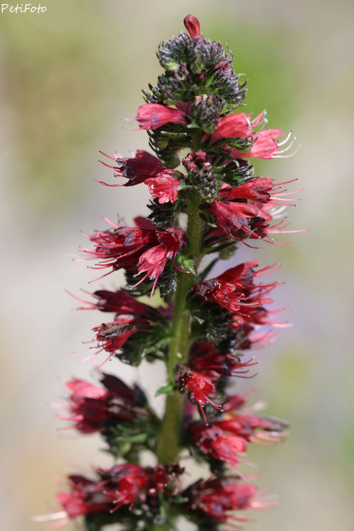 Red beauty Foto & Bild | natur, pflanzen, blüten Bilder auf fotocommunity