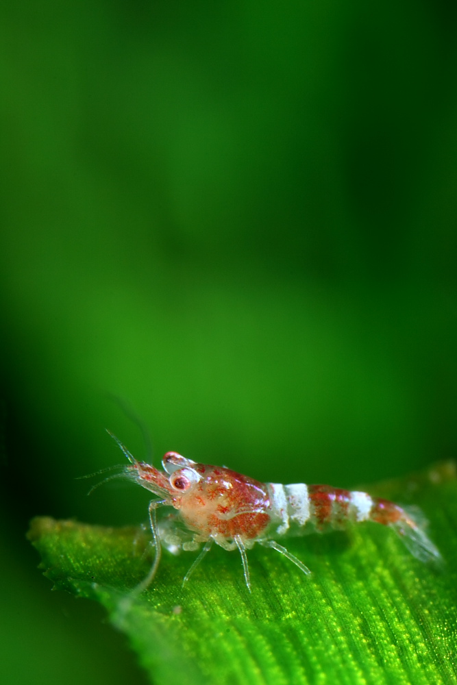 Red Bee Shrimp Baby Foto & Bild | tiere, haustiere, aquaristik Bilder ...
