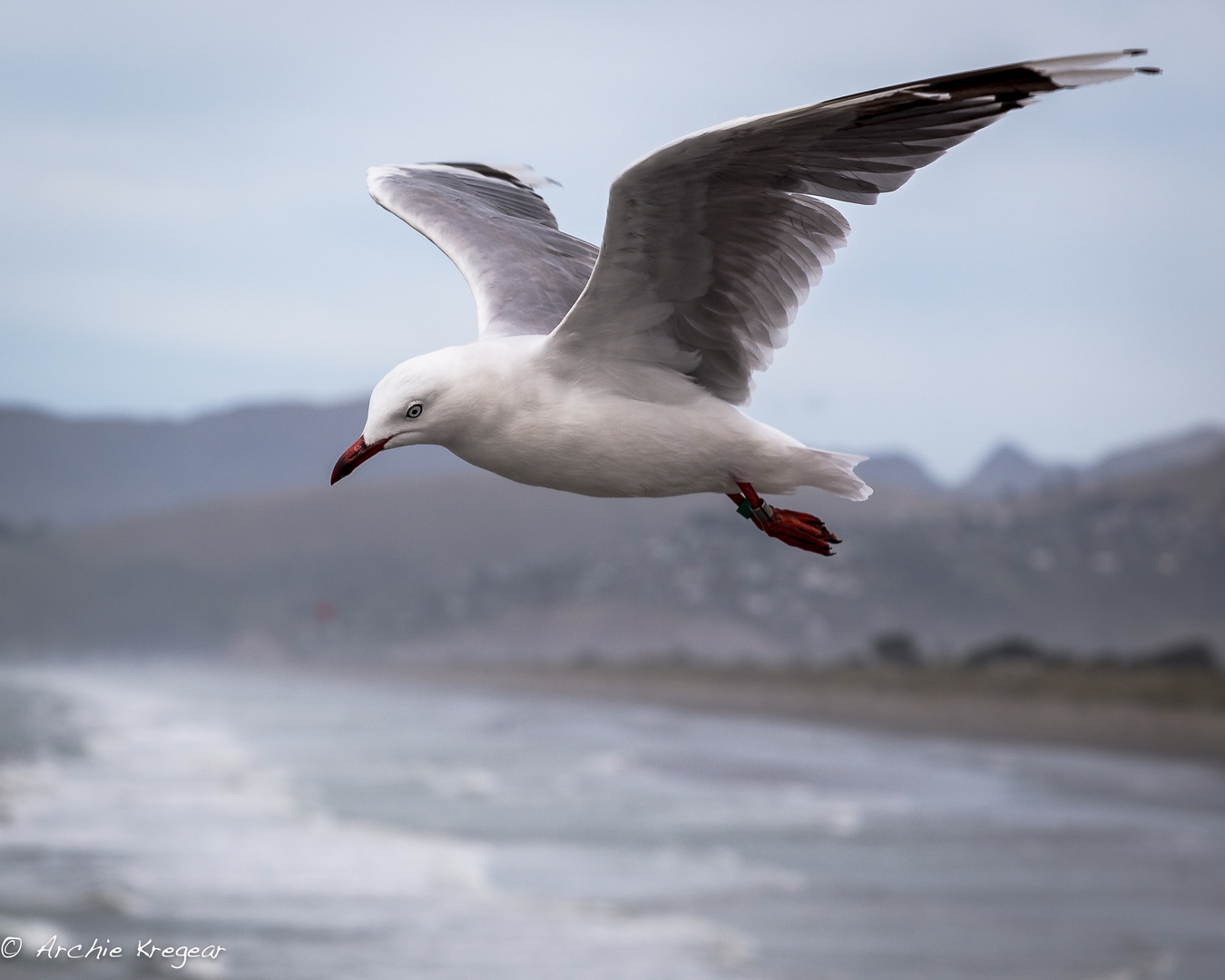 Red-billed Gull photo & image | animals, wildlife, birds images at ...