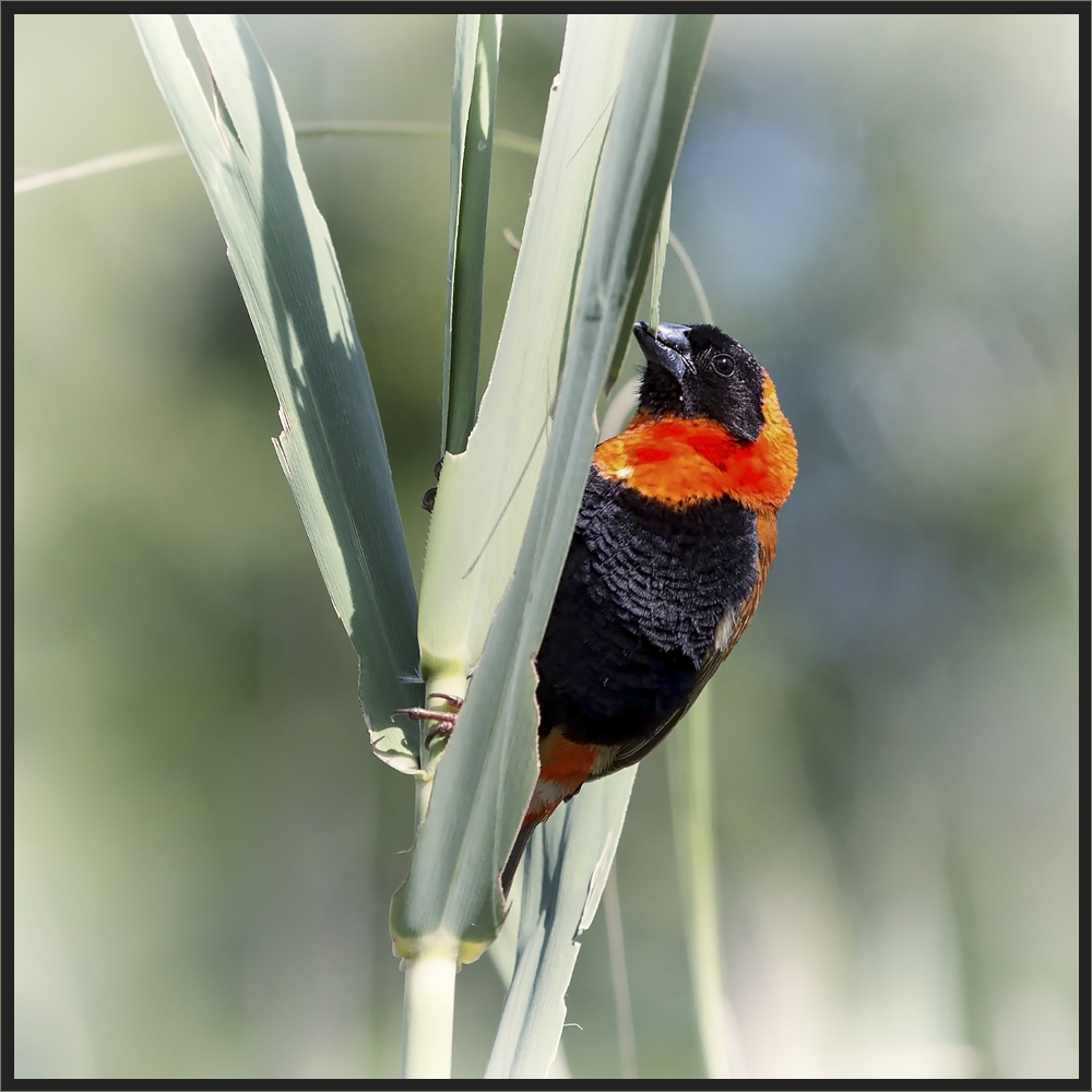 Red Bishop Foto & Bild | africa, southern africa, south africa Bilder ...