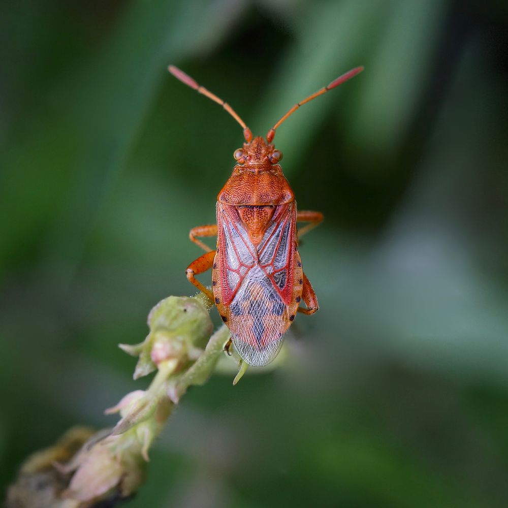 Red Bug Foto & Bild | rot, outdoor, makro Bilder auf fotocommunity