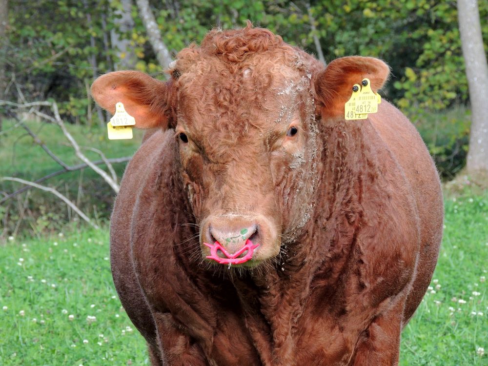 Red Bull Foto & Bild | natur, tiere, haustiere Bilder auf fotocommunity