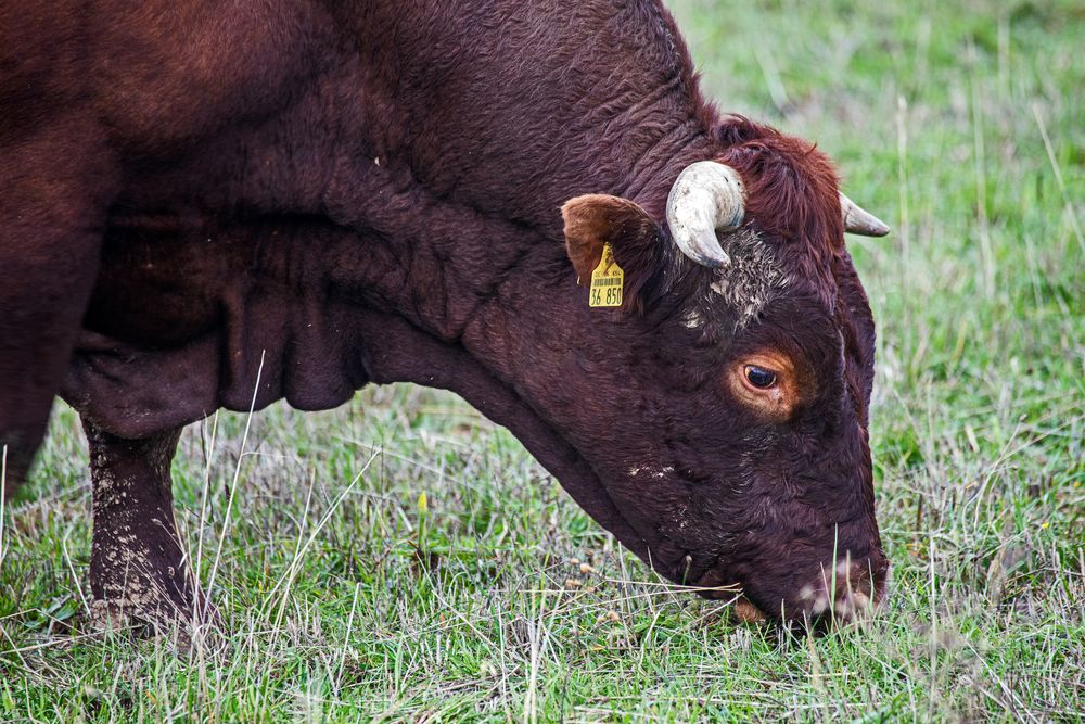Red Bull Foto & Bild | tiere, haustiere, nutztiere Bilder auf fotocommunity