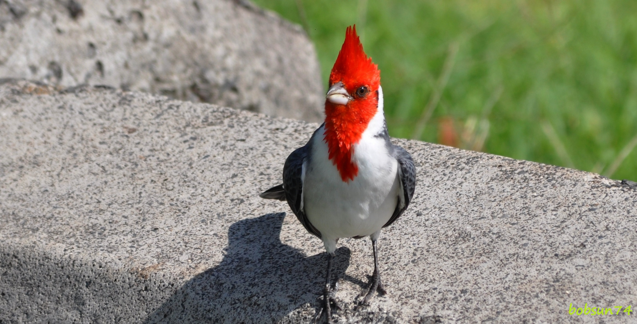 "Red-crested Cardinal" auf Oahu Hawaii Foto & Bild | tiere, wildlife ...
