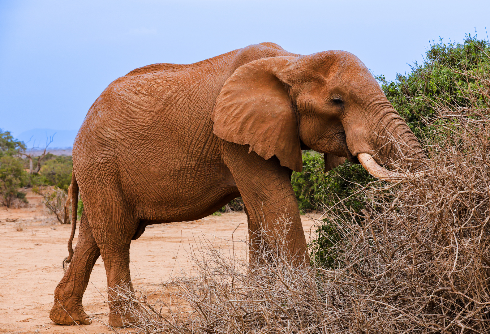 Red Elefant Foto & Bild | tiere, wildlife, natur Bilder auf fotocommunity