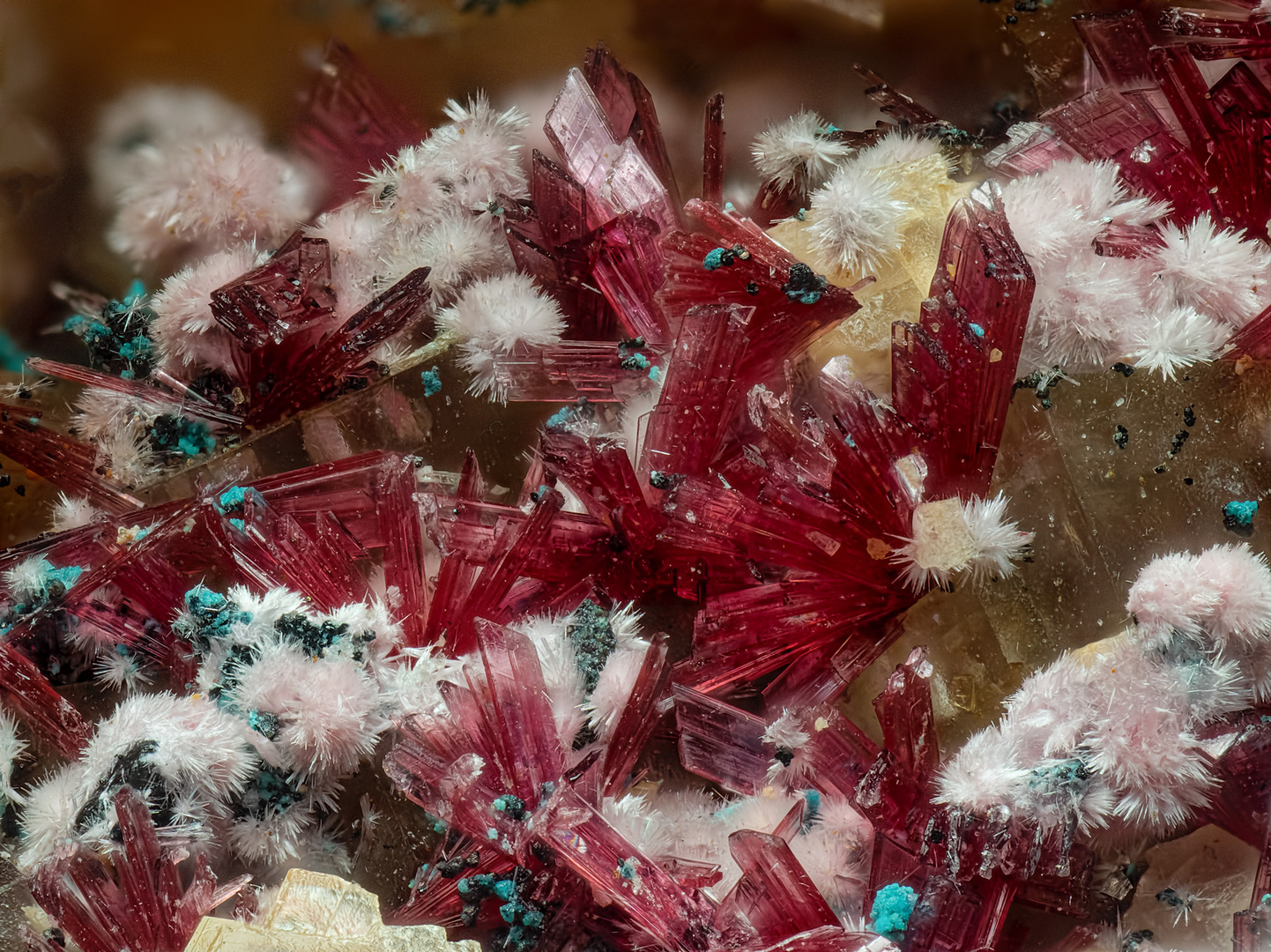 "red Erythrin" Marokko Foto & Bild | fotos, makro, natur Bilder auf ...