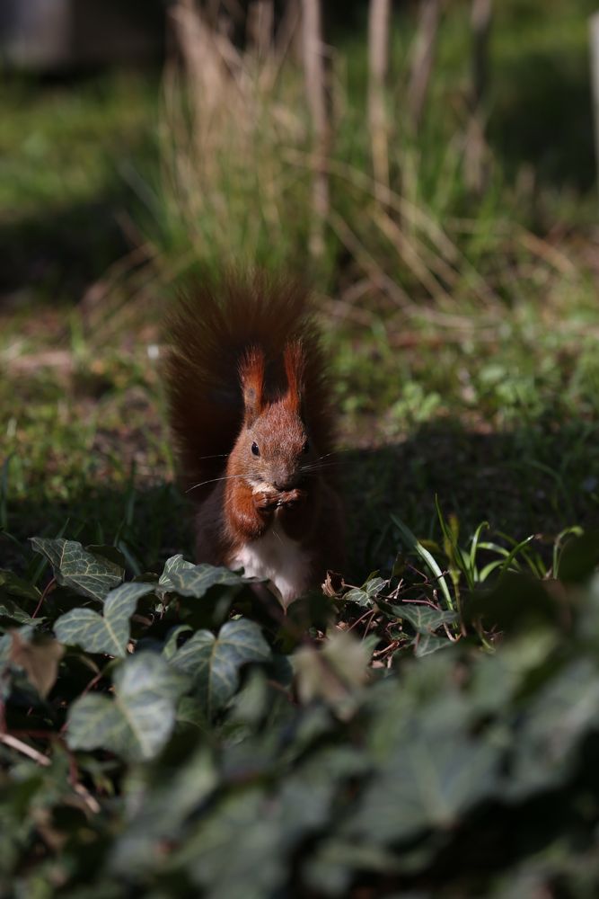 Red European Squirrel - Berlin, Germany Foto & Bild | reportage ...