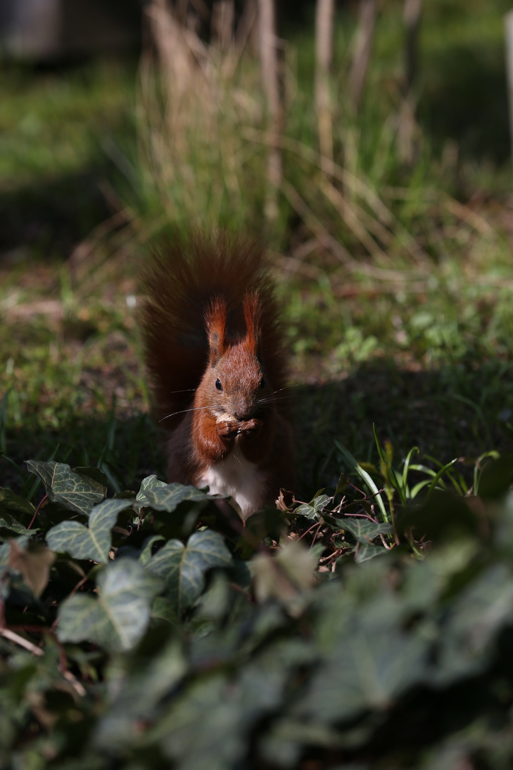 Red European Squirrel - Berlin, Germany Foto & Bild | reportage ...