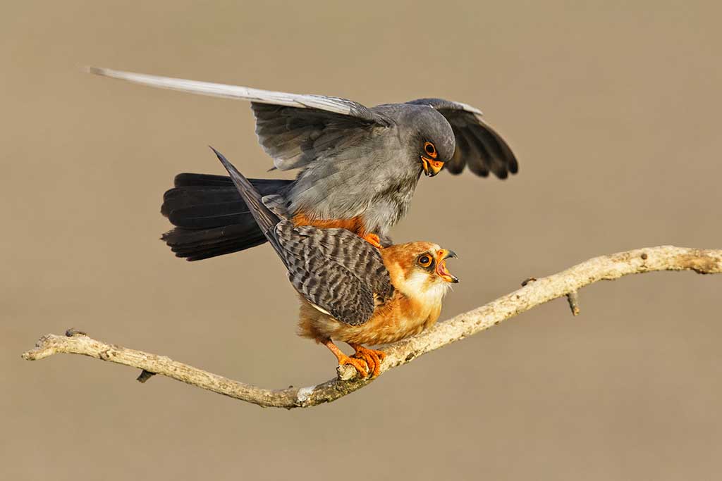 Red Footed Falcon Mating Foto & Bild | tiere, wildlife, wild lebende ...