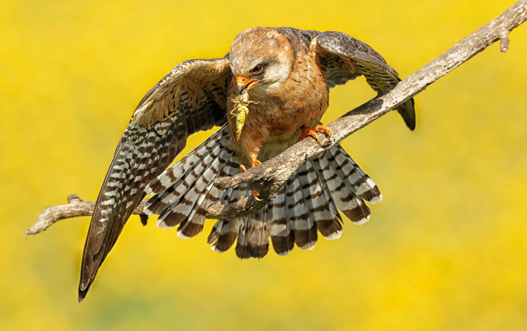 Red footed Falcon/Rotfußfalke Foto & Bild | tiere, wildlife, wild ...