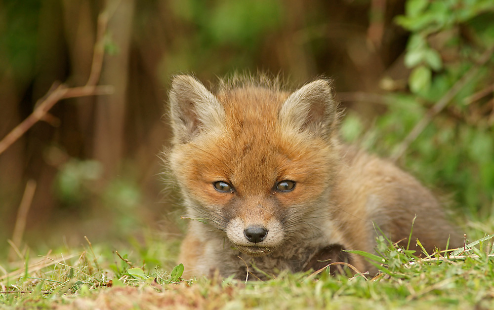 Red Fox puppy Foto & Bild | animals, wildlife, mammals Bilder auf ...