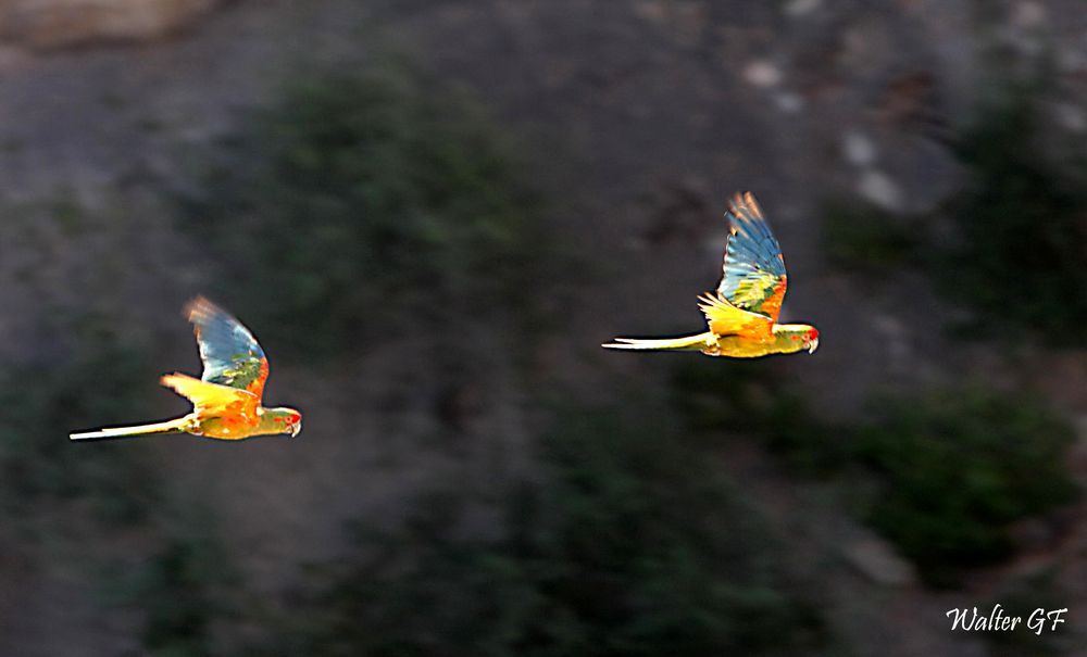 Red Fronted Macaw - Paraba frente roja Imagen & Foto | animals ...