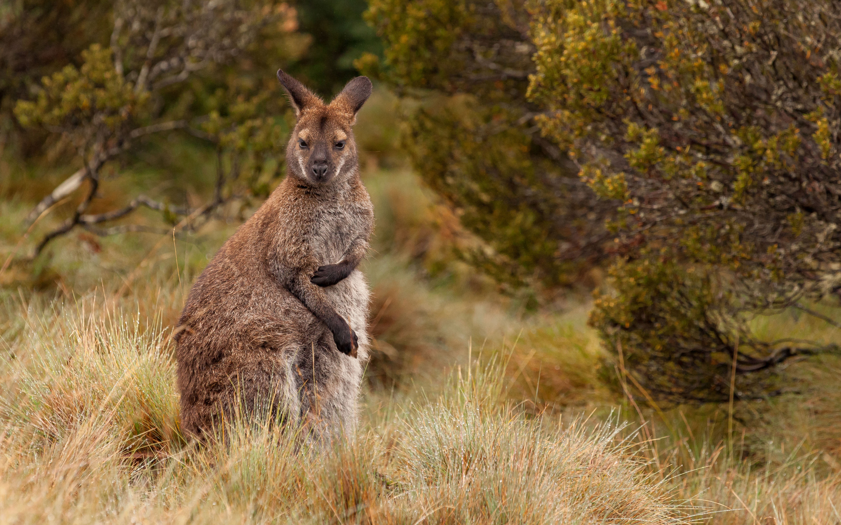 Red-Necked Wallaby Foto & Bild | australia & oceania, australia, tiere ...
