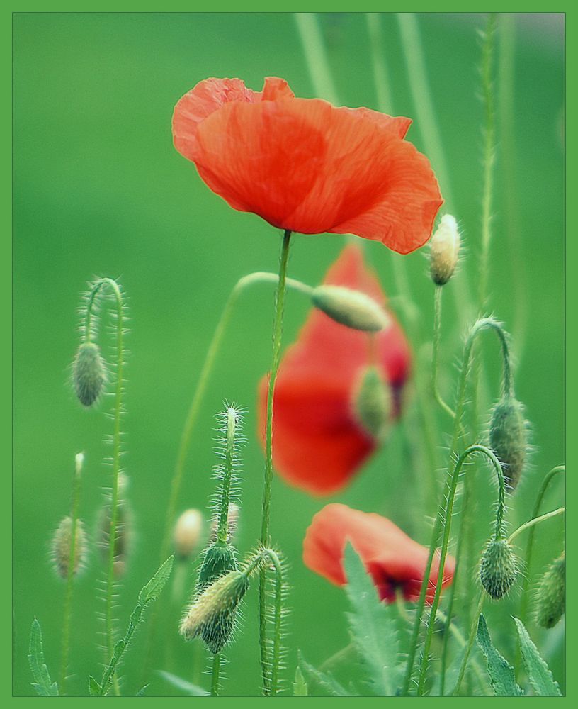 Red Poppy °°° Foto & Bild | outdoor, natur, mohn Bilder auf fotocommunity