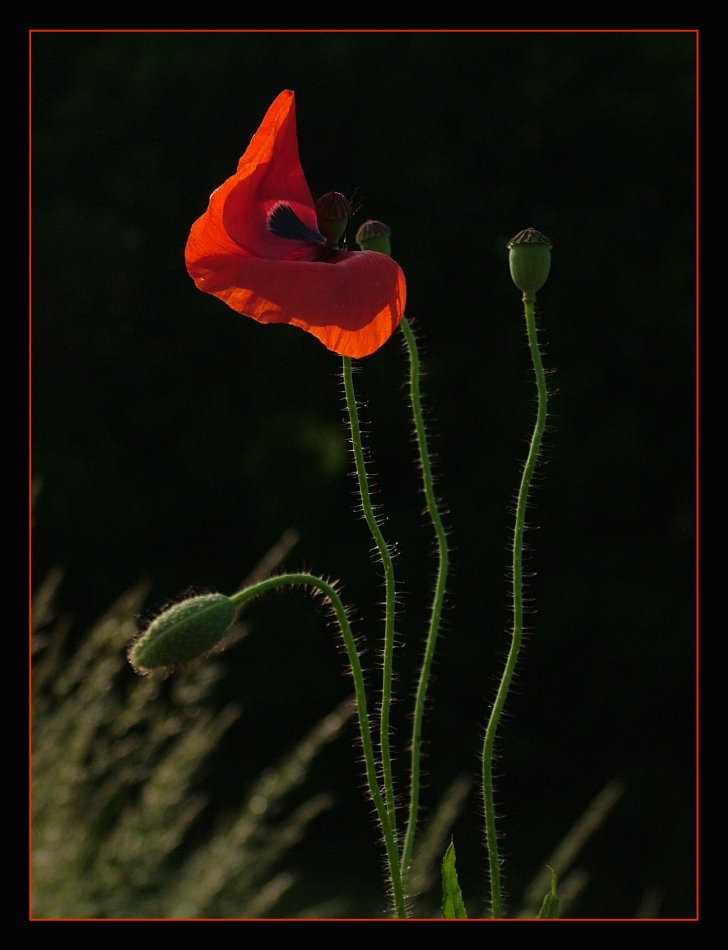 Red Poppy Foto & Bild | plants, fungi & lichens, flowers, poppies ...