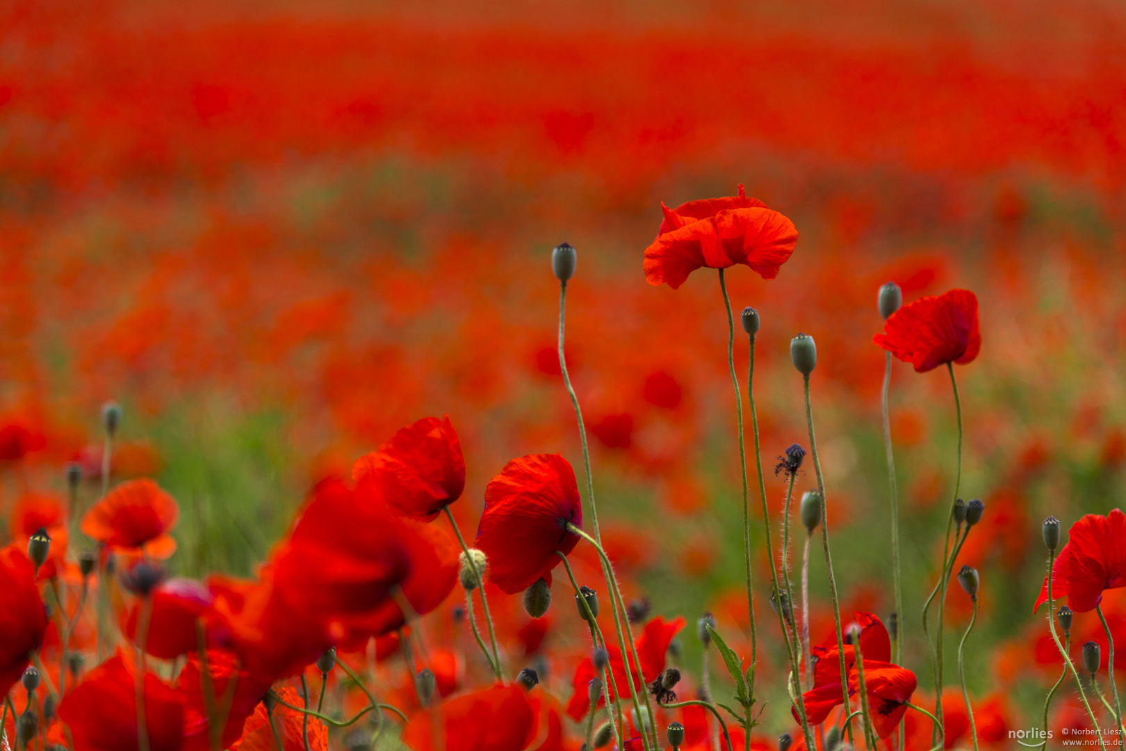 Red poppy field Foto & Bild | deutschland, europe, abstraktes Bilder ...