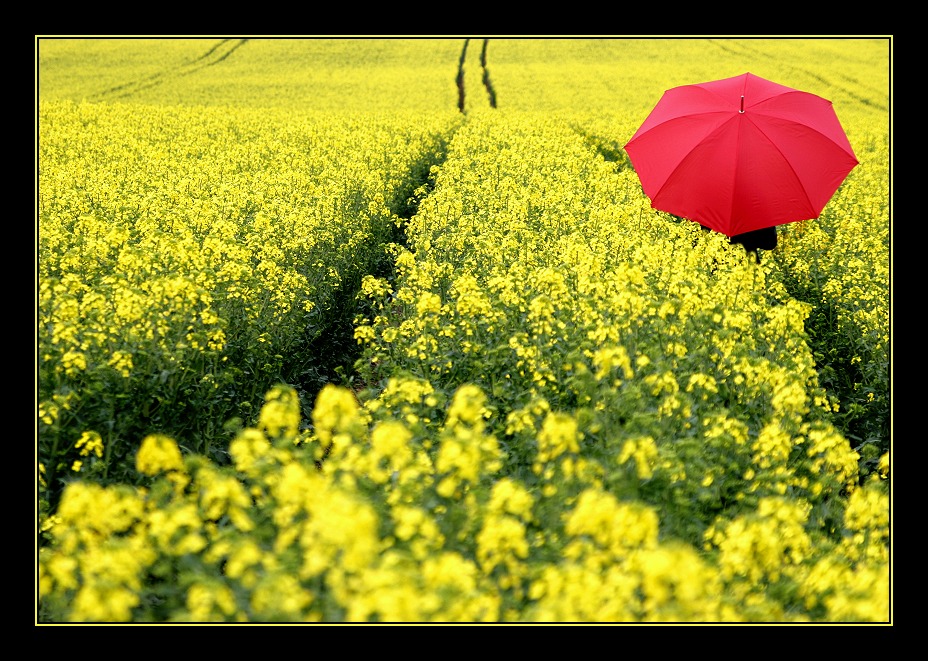 Red Rapsodie [II] Foto & Bild | landschaft, Äcker, felder & wiesen ...