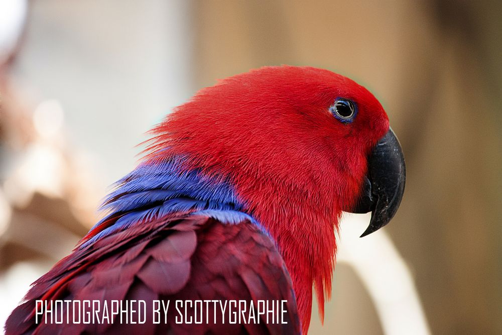 Red Rio Foto & Bild | tiere, zoo, wildpark & falknerei, vögel Bilder ...