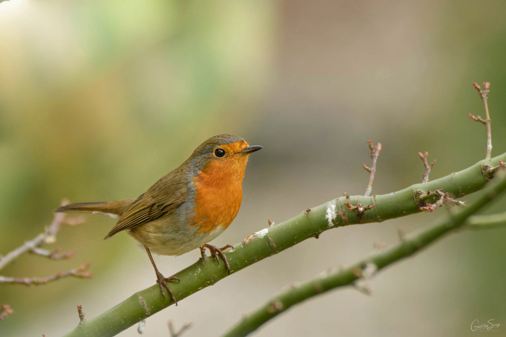 Red Robin Foto & Bild | tiere, wildlife, natur Bilder auf fotocommunity