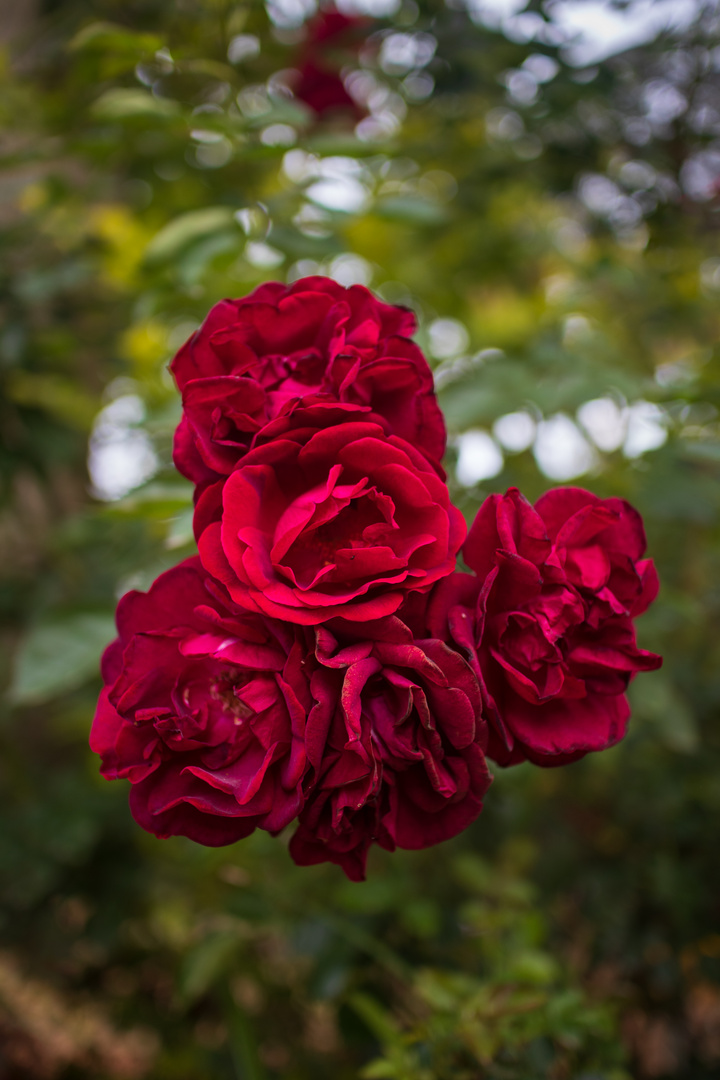 Red roses Foto & Bild | natur Bilder auf fotocommunity