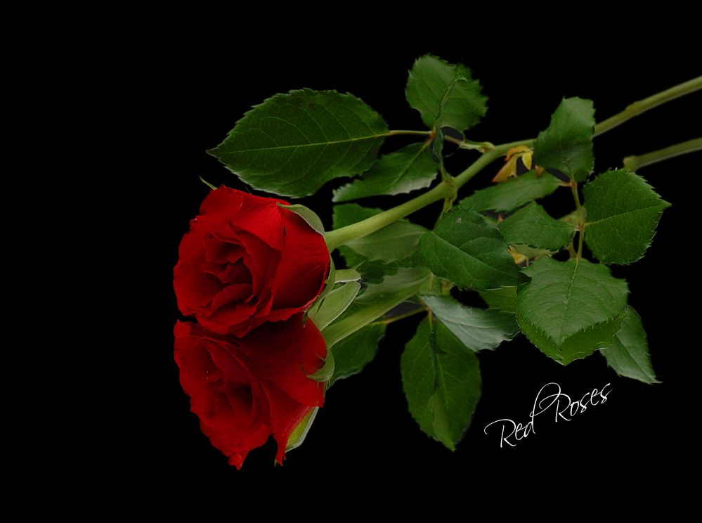 Red Roses Foto & Bild | art, red, spezial Bilder auf fotocommunity