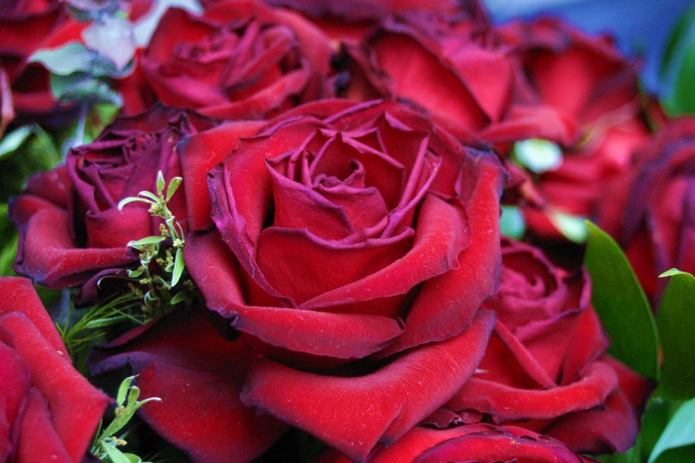 Red Roses Foto & Bild | pflanzen, pilze & flechten, blüten ...