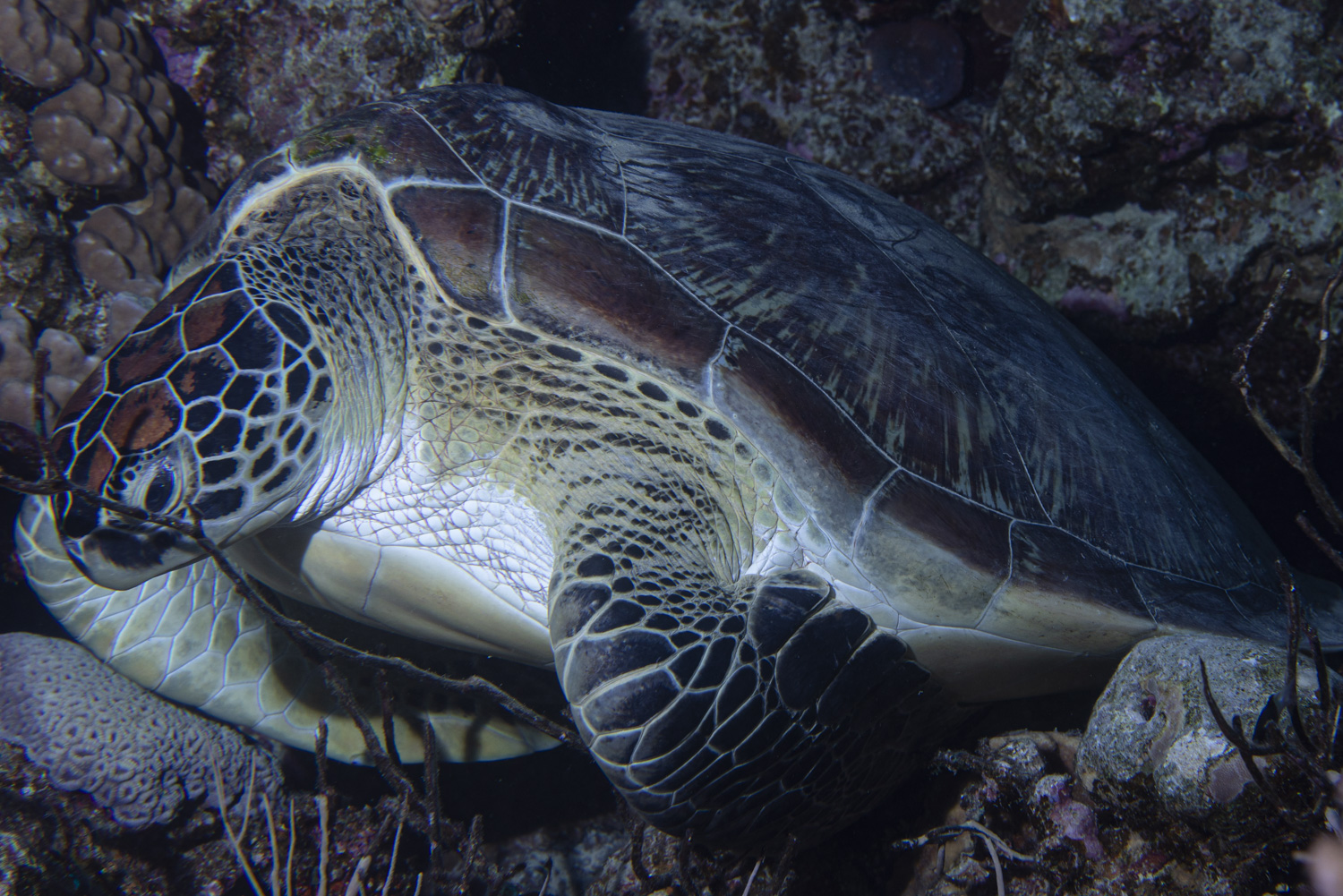 Red Sea Foto & Bild | tiere, wildlife, fische Bilder auf fotocommunity