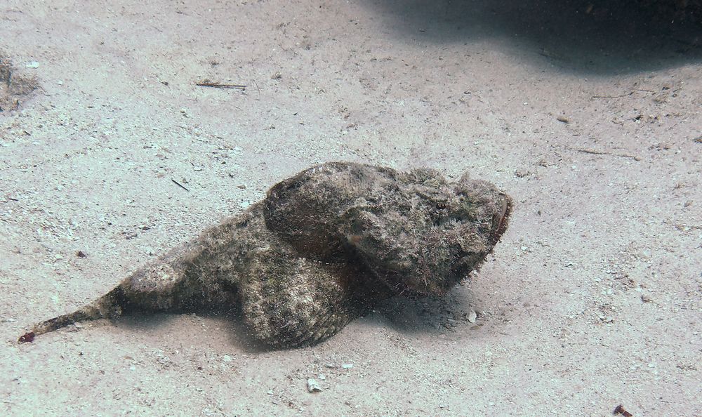 Red-Sea Walkman Foto & Bild | tiere, wildlife, fische Bilder auf ...