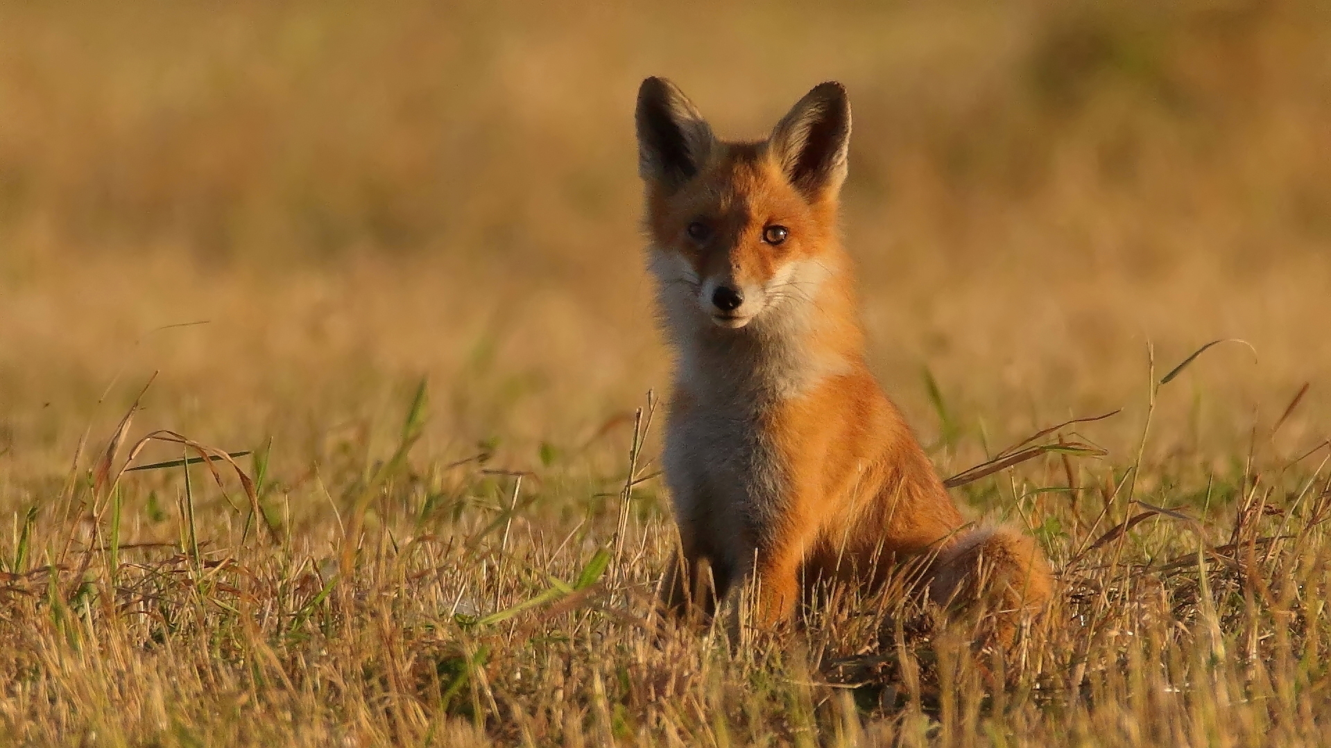 Redfox Junior 2 Foto & Bild | natur, tiere, wildlife Bilder auf ...