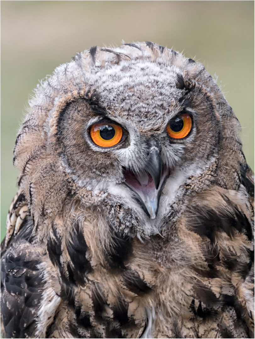 Redseliger Uhu..... Foto & Bild | natur, portrait, porträt Bilder auf ...