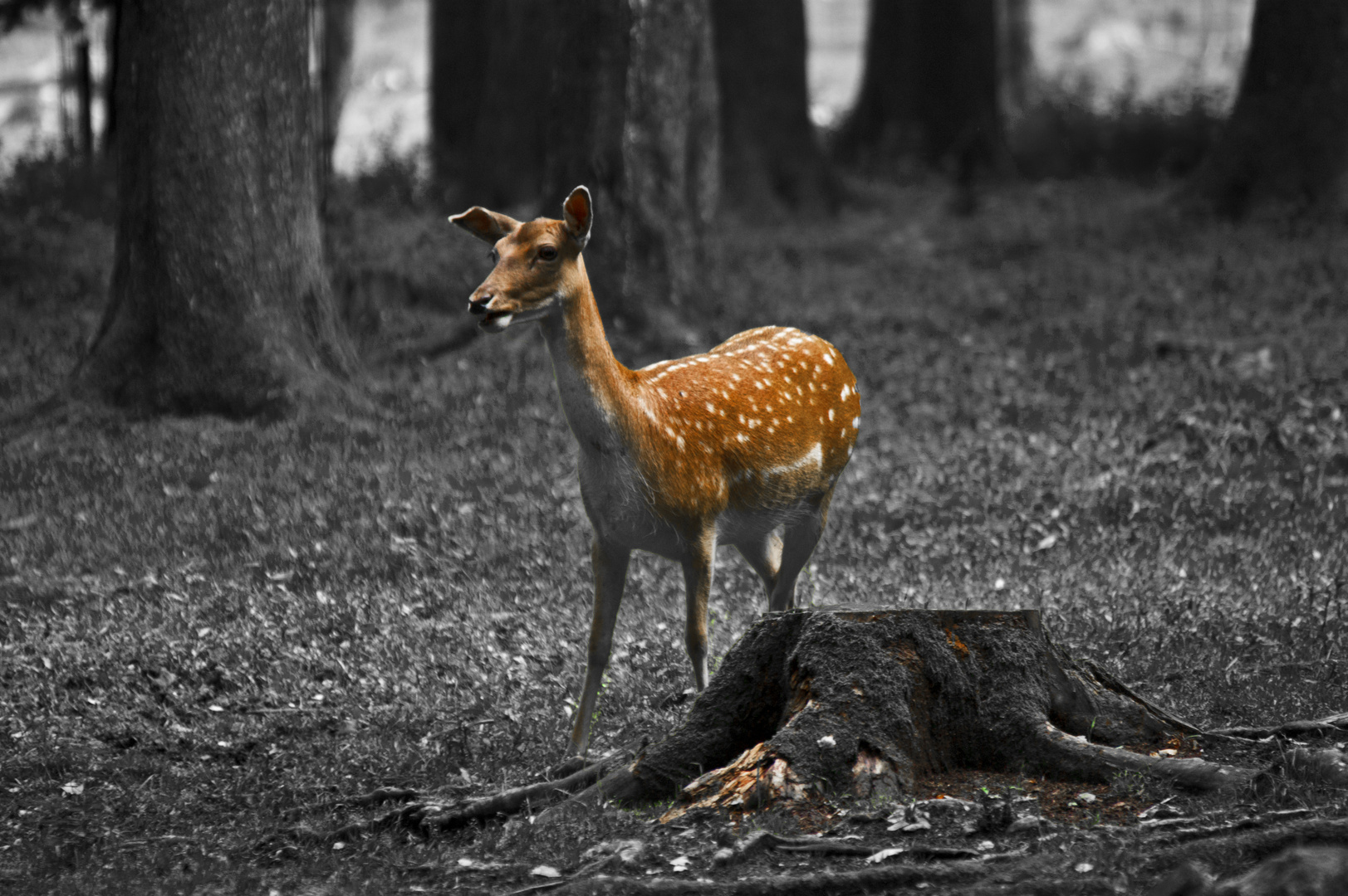 ree Foto & Bild | tiere, natur Bilder auf fotocommunity
