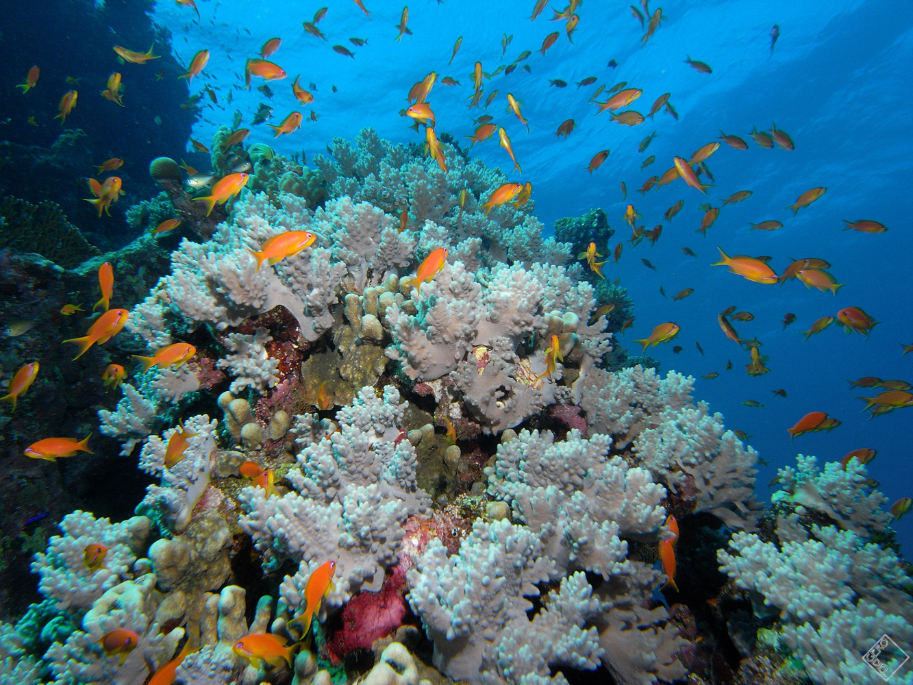 REEF LIVE Foto & Bild | tiere, wildlife, fische Bilder auf fotocommunity