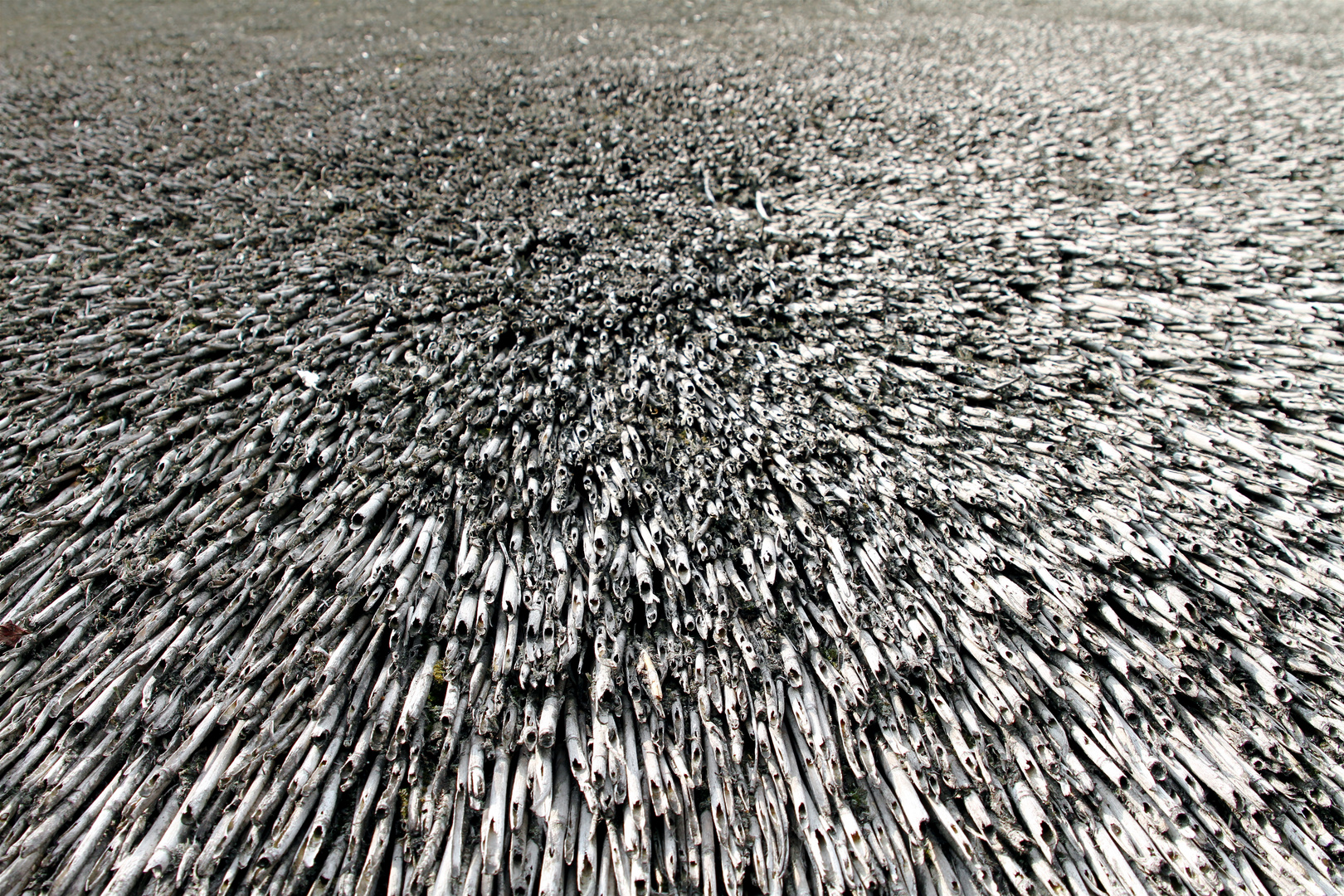 Reet Foto & Bild | architektur, ländliche architektur, motive Bilder ...