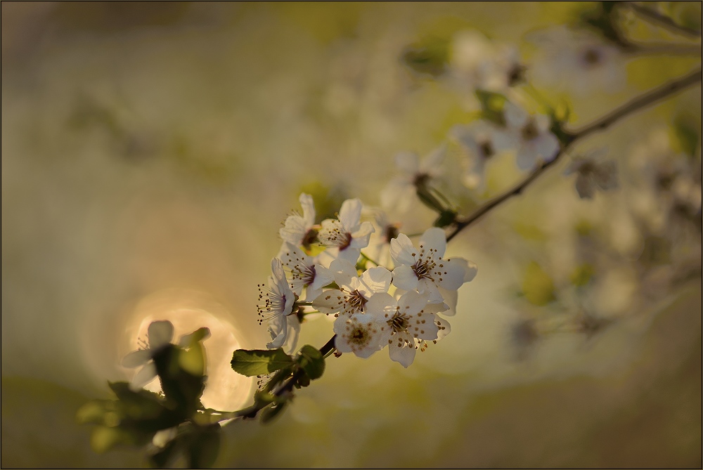 Reflexion Foto & Bild | natur-kreativ, aufnahmetechniken, natur fine ...