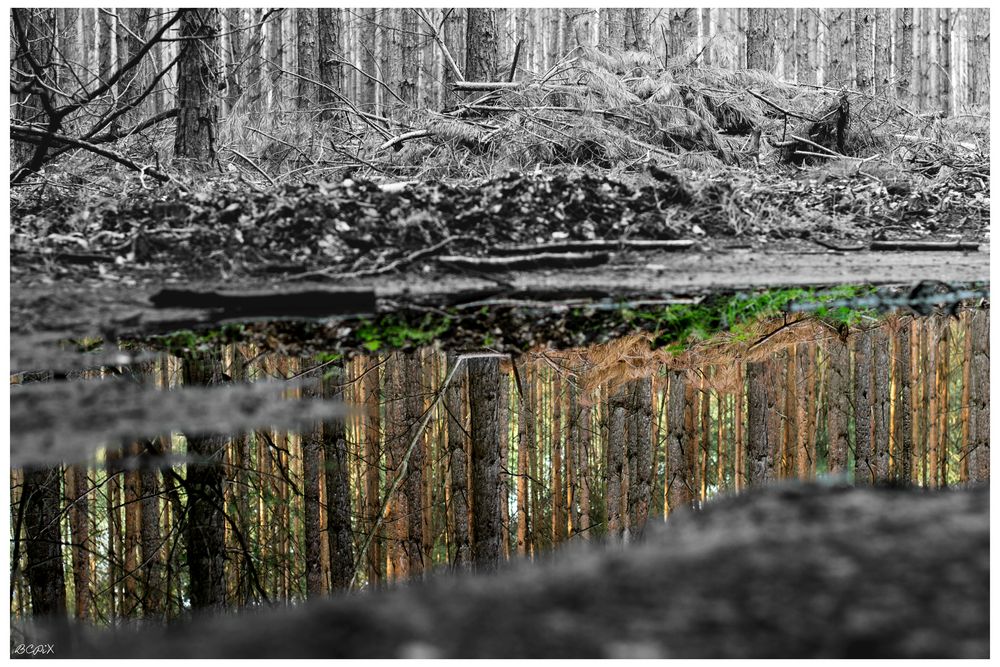 Reflexion Foto & Bild | natur-kreativ, reflexion, colorkey Bilder auf ...