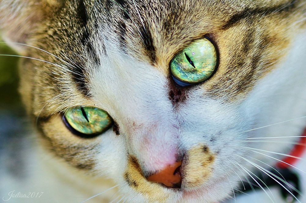 Regard photo et image | macro, animaux, yeux vert eyes regard chat cat ...