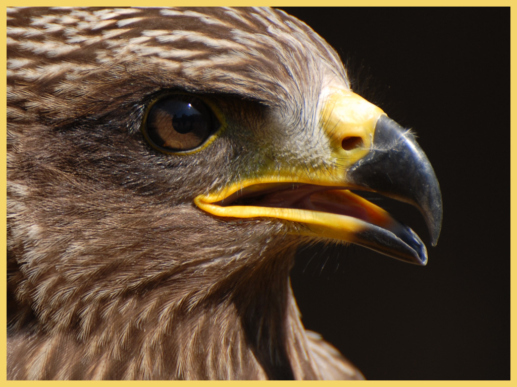 Regard de Faucon photo et image | animaux, nature Images fotocommunity