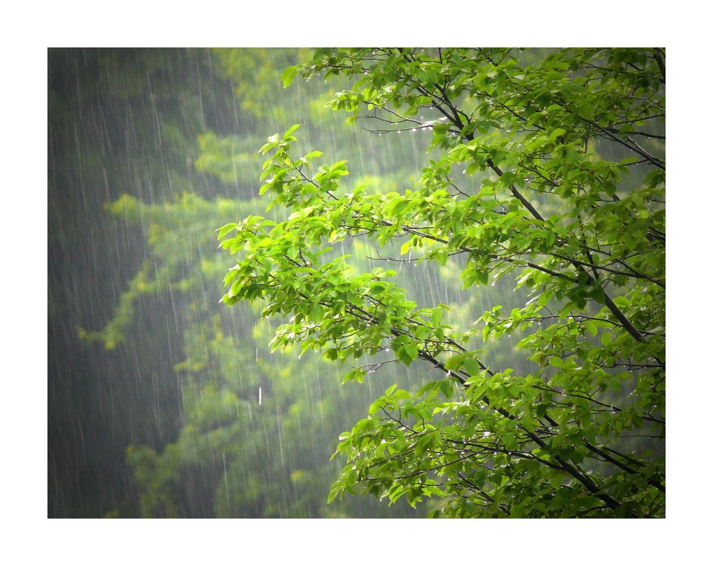 Regen I Foto & Bild | naturereignisse, die elemente, verschiedenes ...
