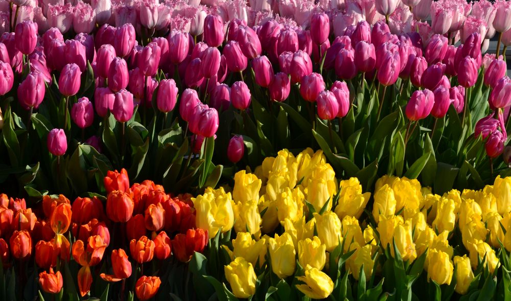 Regenbogen Foto & Bild | jahreszeiten, frühling, tulpen Bilder auf fotocommunity