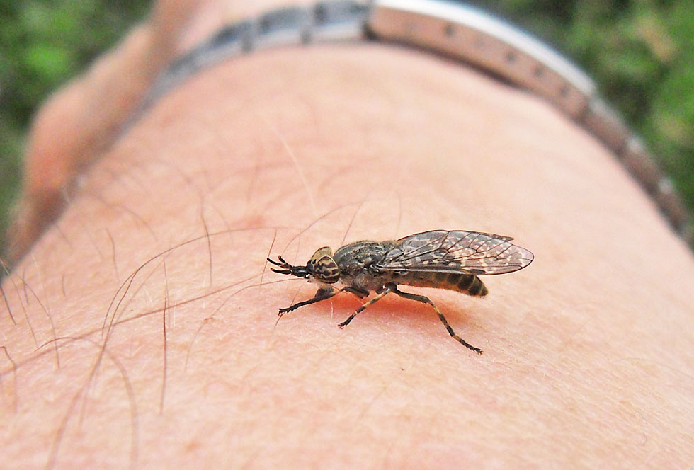 Regenbremse vom Juni Foto & Bild | tiere, wildlife, insekten Bilder auf ...