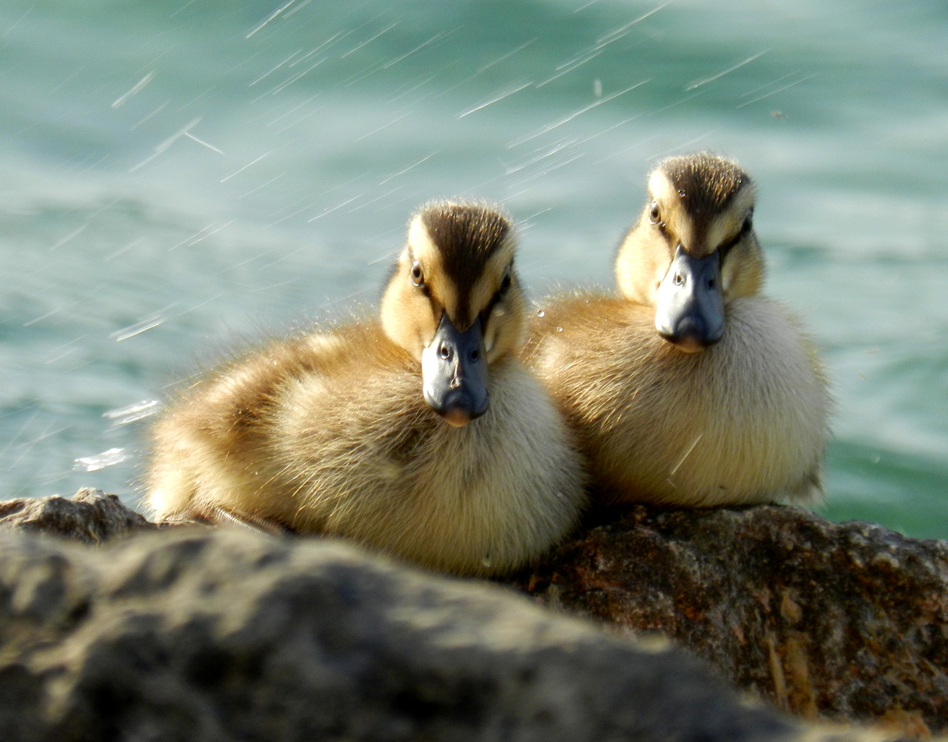 Regenten Foto & Bild | tiere, natur Bilder auf fotocommunity