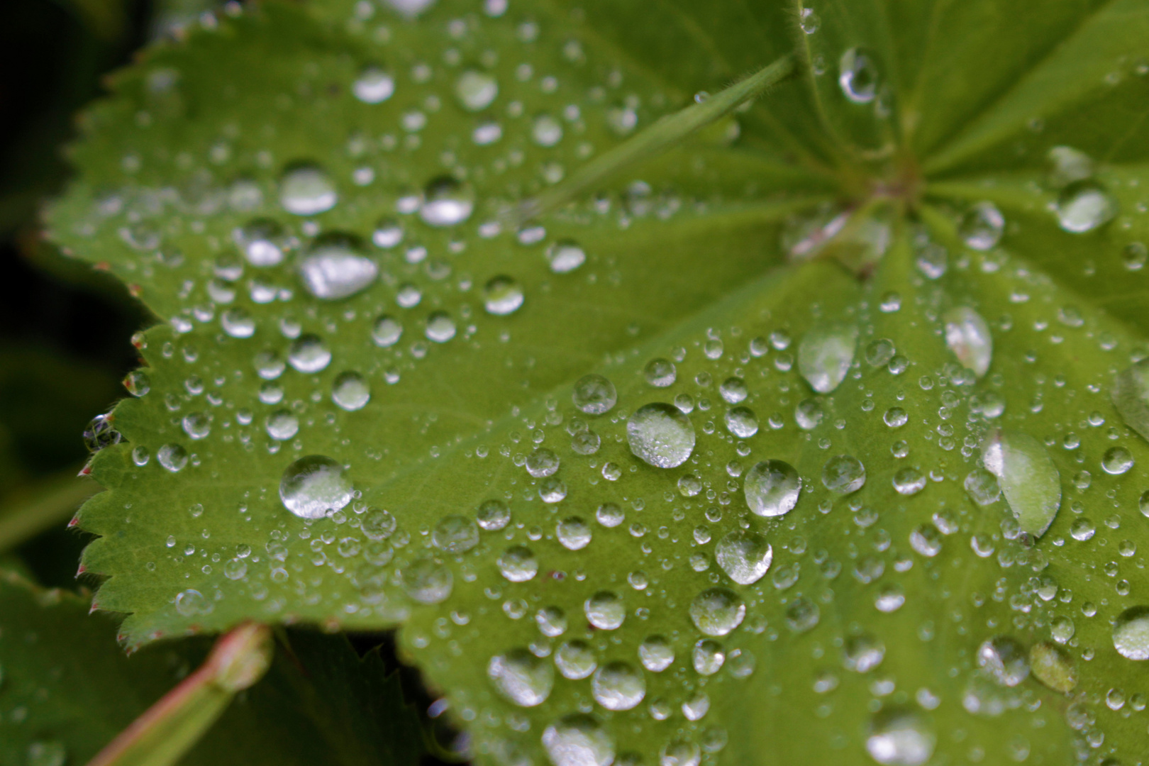 Regentropfen Foto & Bild | makro, regen, natur Bilder auf fotocommunity