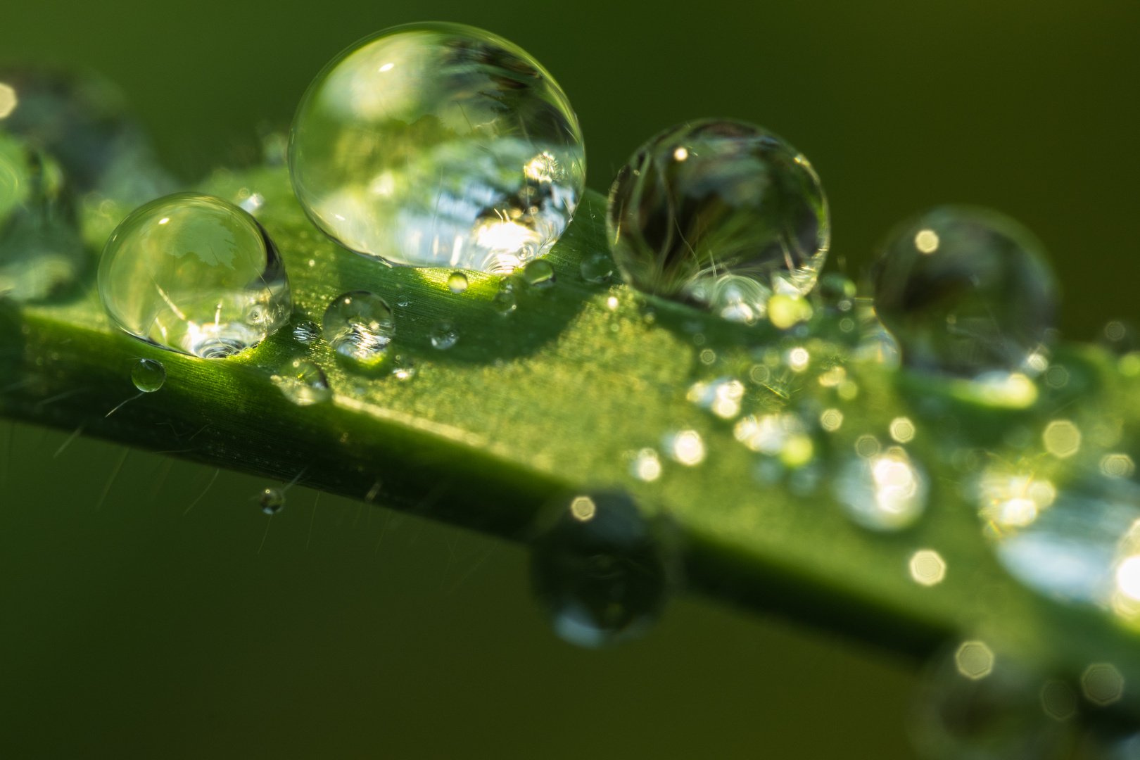 Regentropfen 2 Foto & Bild | regen, gras, natur Bilder auf fotocommunity