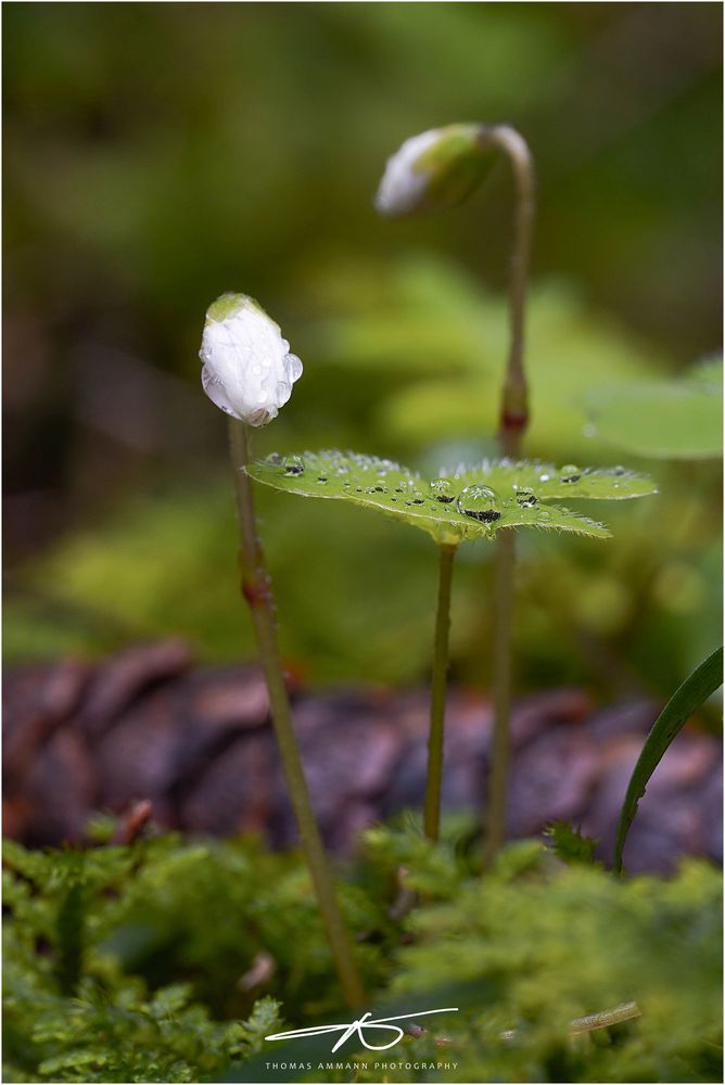 Regentropfen auf dem Sauerkleeblatt Foto & Bild | pflanzen, pilze & flechten, blüten ...