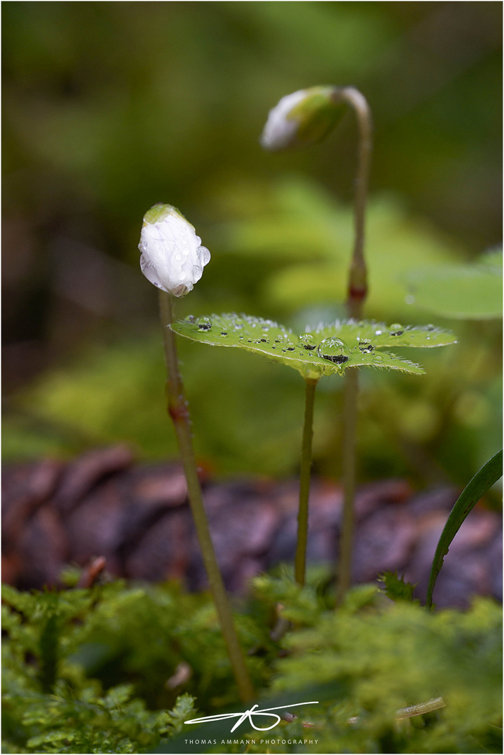 Regentropfen auf dem Sauerkleeblatt Foto & Bild | pflanzen, pilze & flechten, blüten ...