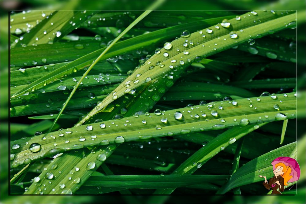 Regentropfen ...... Foto & Bild | regenfotos, wetter, blumen pflanzen ... Regentropfen ...... Foto & Bild | regenfotos, wetter, blumen pflanzen ...