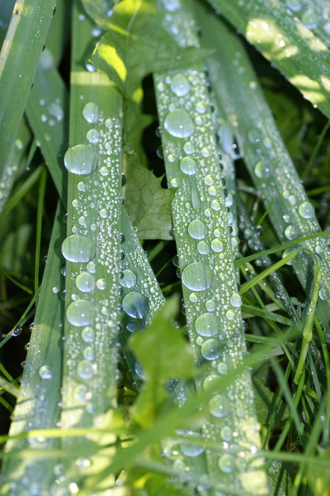 Regentropfen Foto & Bild | regenfotos, wetter, natur Bilder auf ... Regentropfen Foto & Bild | regenfotos, wetter, natur Bilder auf ...
